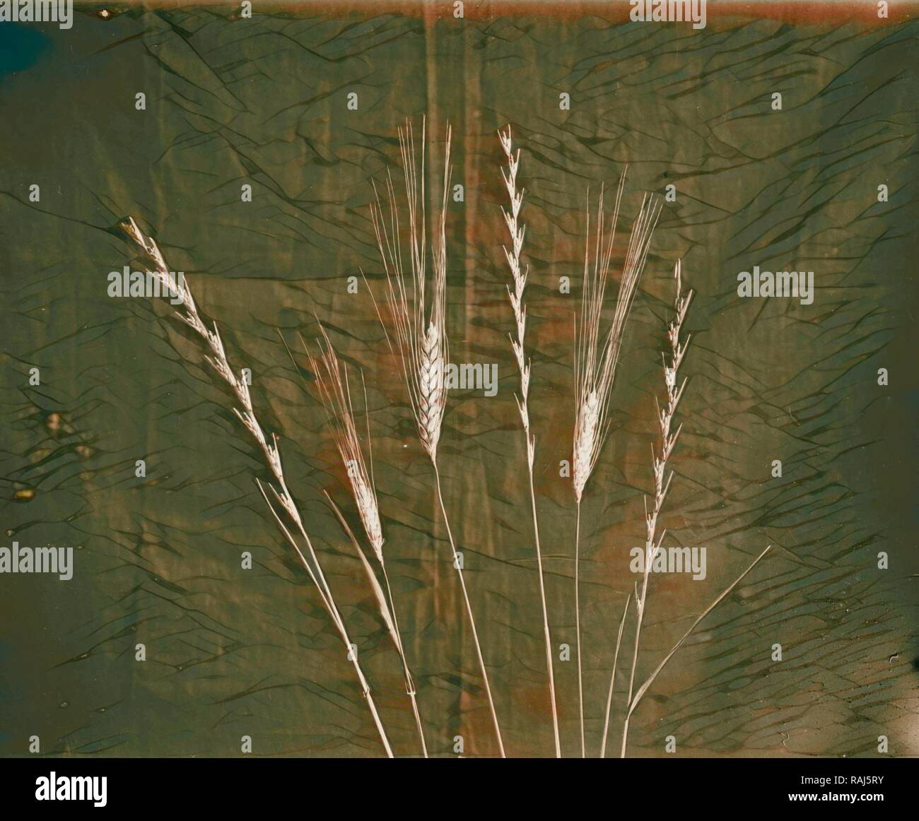 Wheat and tares hi-res stock photography and images - Alamy