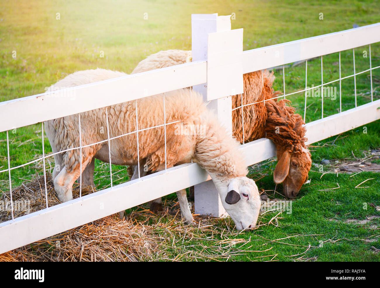 Sheep farm / beautiful farm sheep grazing grass on green field - Sheep ...