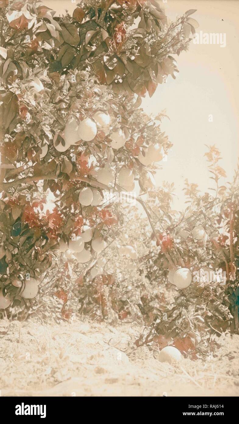 Orange tree, near Amman, April 19, 1935. 1935, Jordan, Amman ...