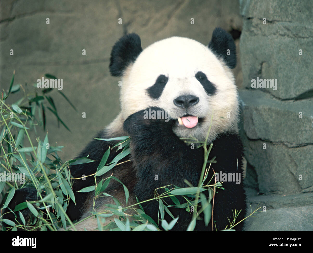 Mei Xiang , one of the new pandas at the Washington Zoo in February ...