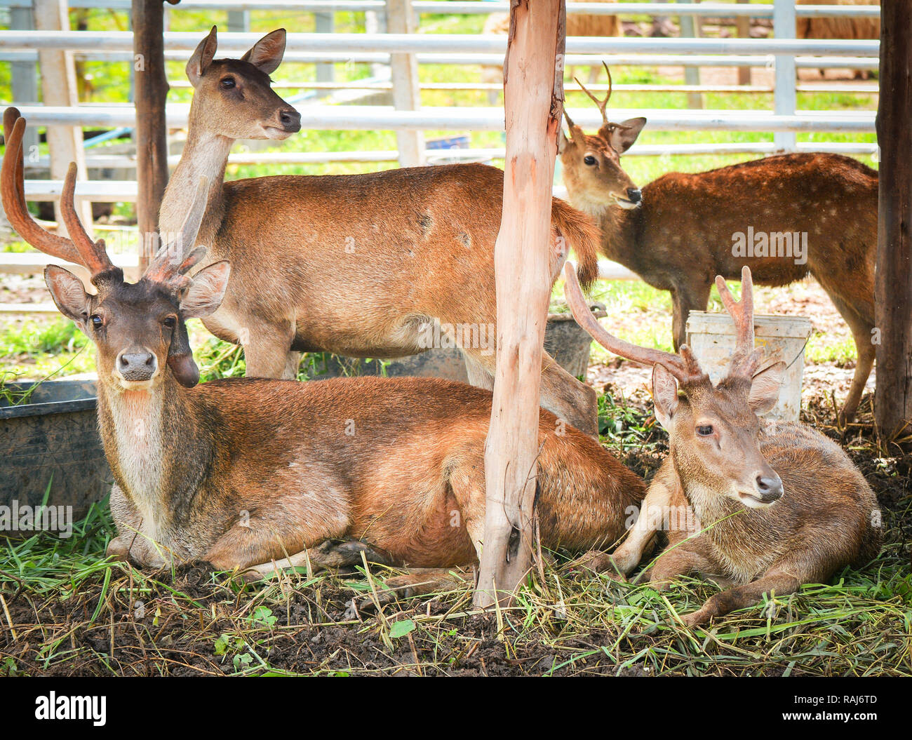 Eld's deer lying on floor / Thamin , Brow-antlered deer wildlife in the ...