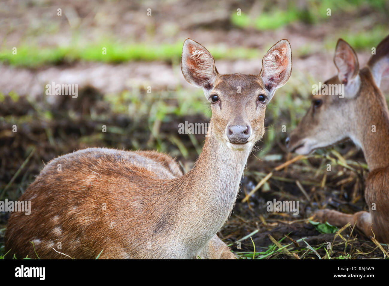 Eld's deer lying on floor / Thamin , Brow-antlered deer wildlife in the ...