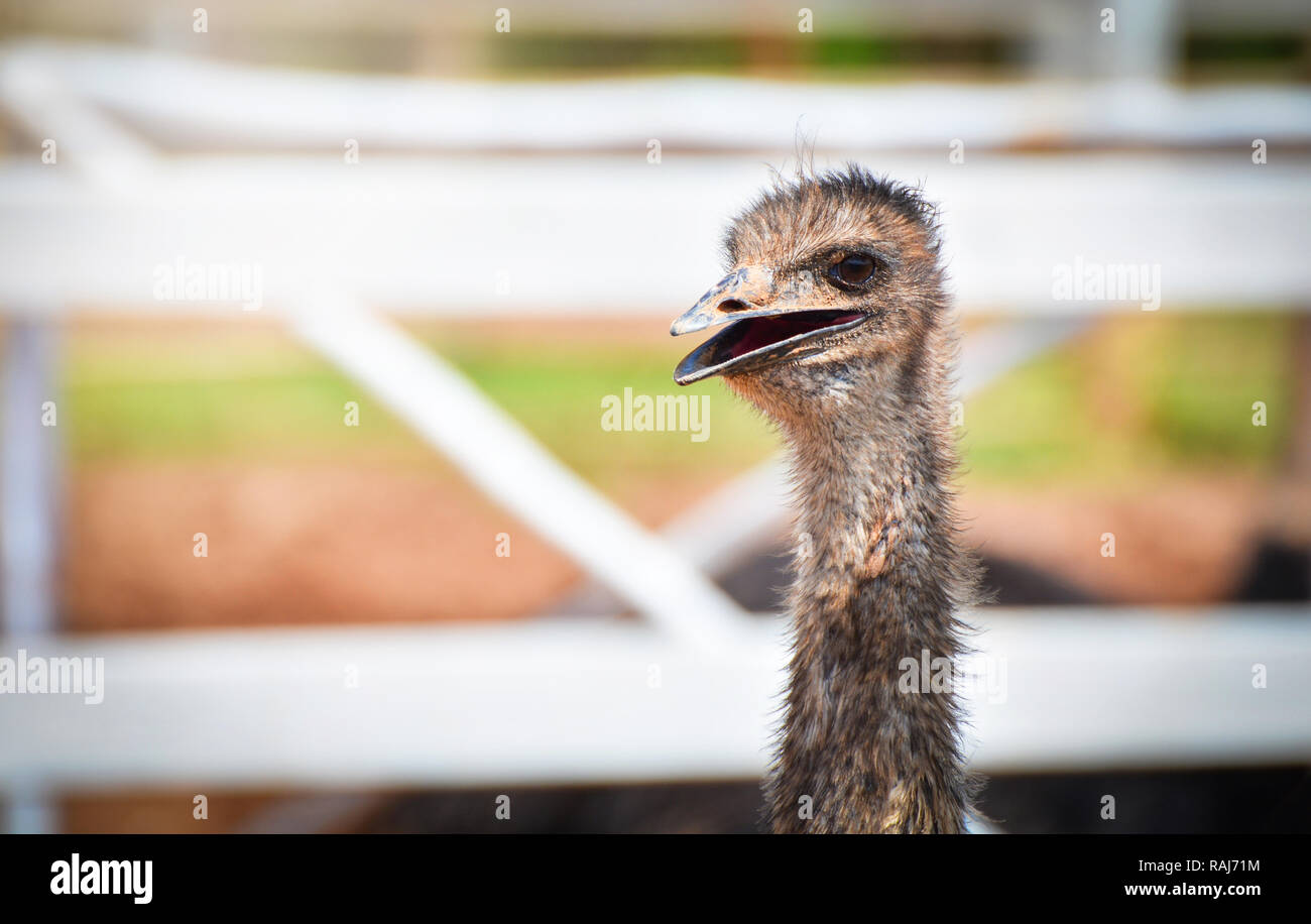 Emu with mouth open hi-res stock photography and images - Alamy