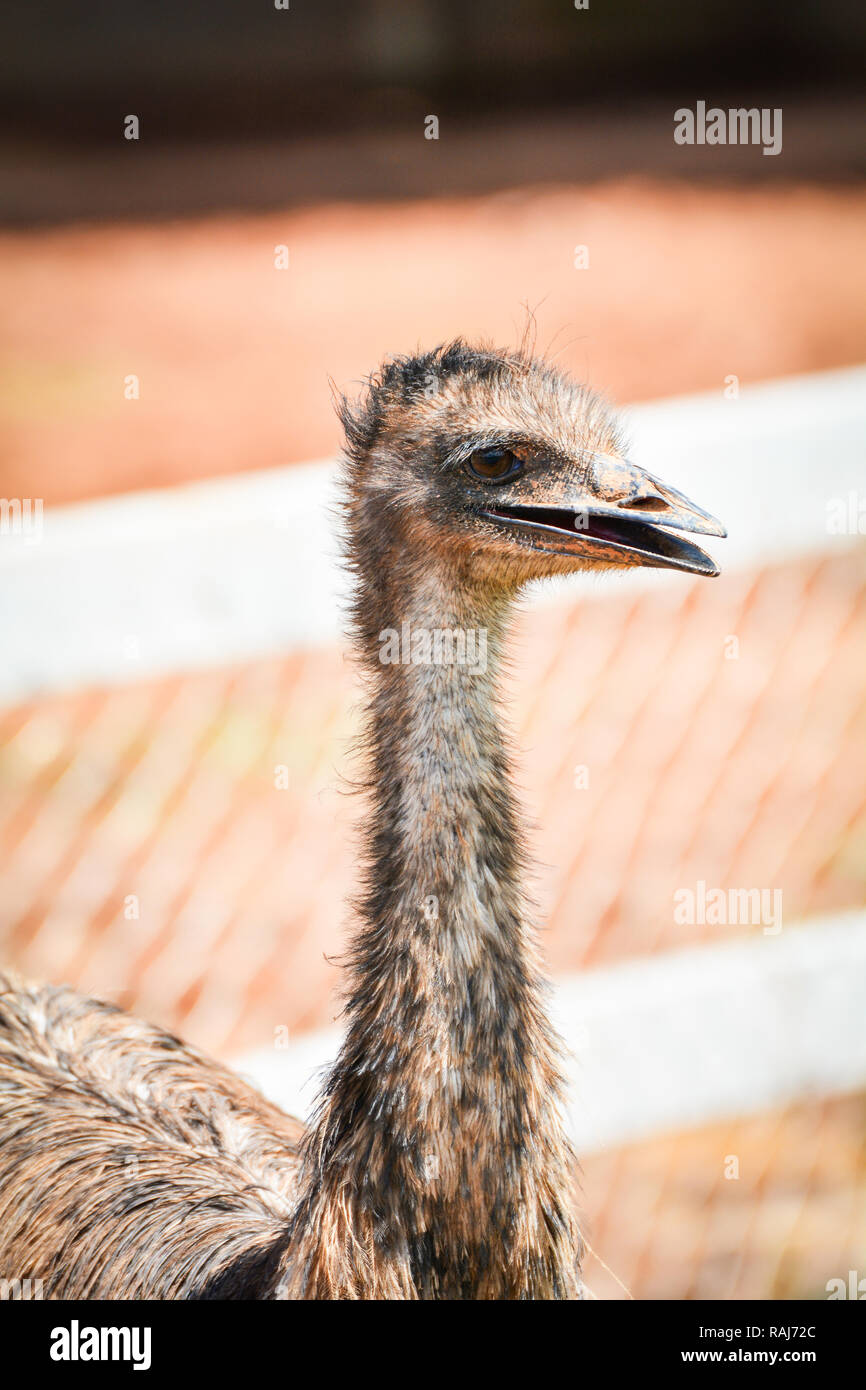 Emu with mouth open hi-res stock photography and images - Alamy