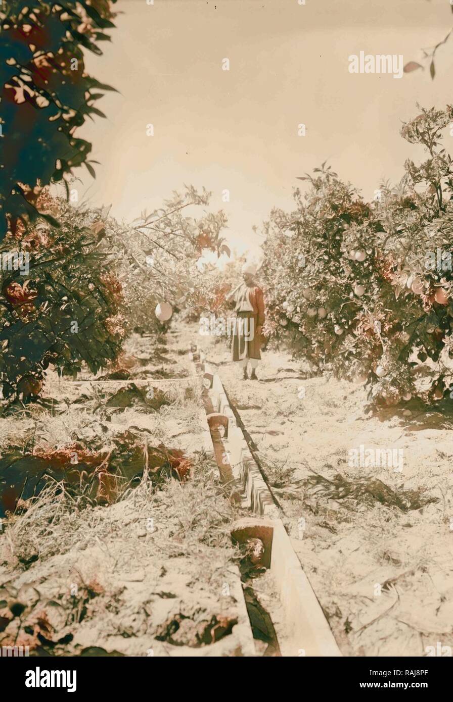 Arab orange groves at Bir Salem. Irrigating method of orange gardens ...