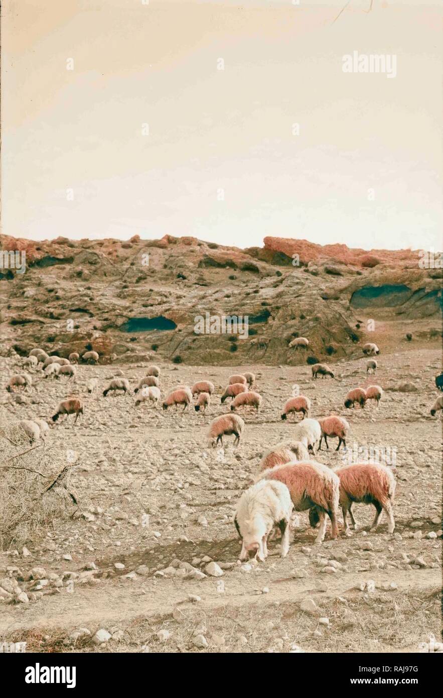 Sheep grazing in field 1898, Middle East, Israel and/or Palestine ...