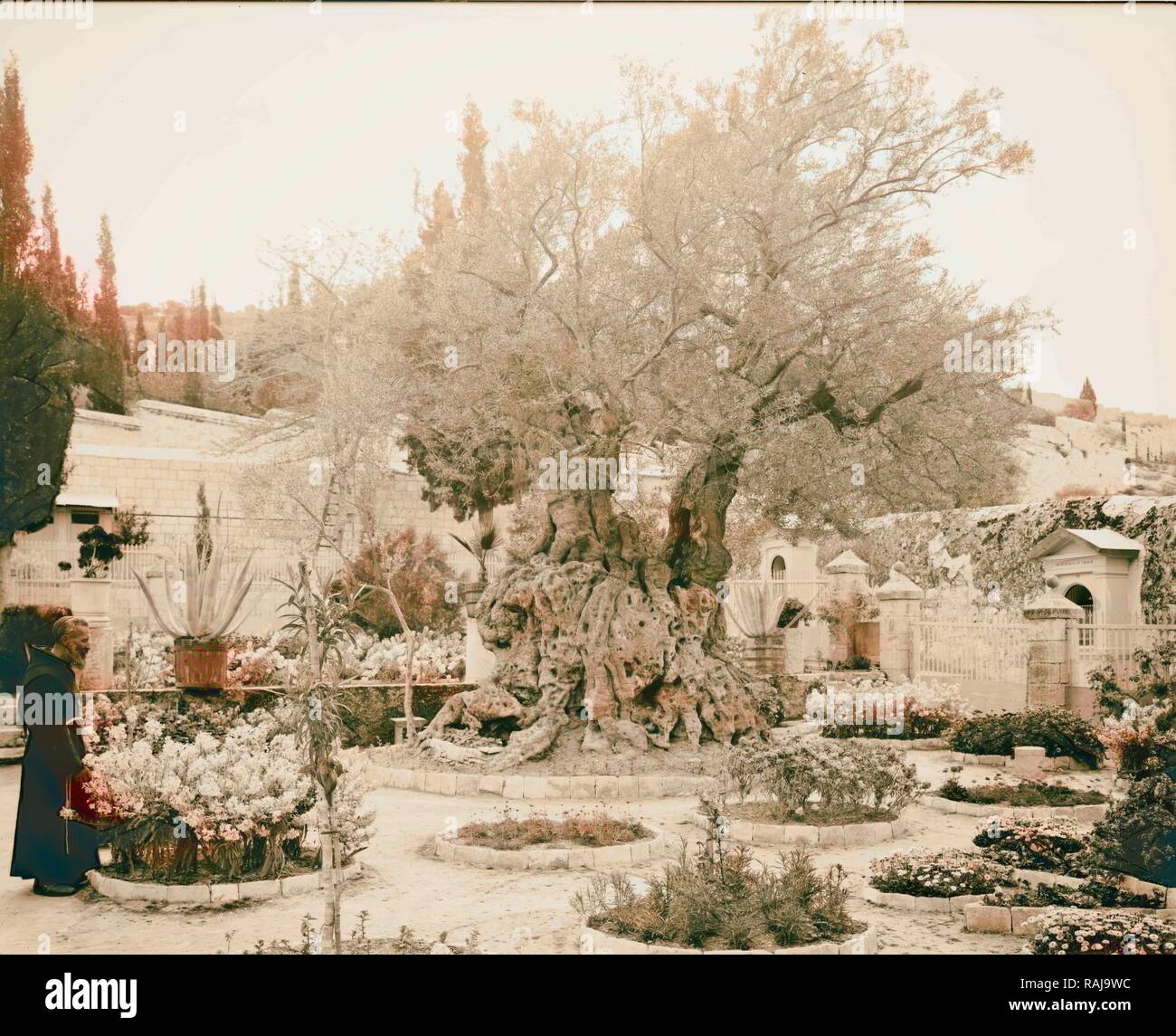 Jerusalem El-Kouds Old olive tree in Garden of Gethsemane 1898, Israel ...