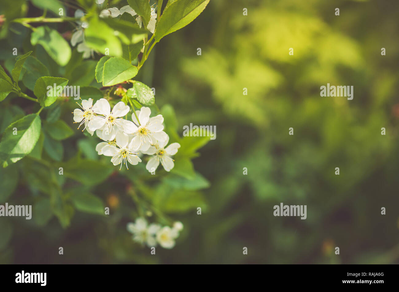 Cherry blossom close up. Young flowers. Blurred background. Toned. Copy ...