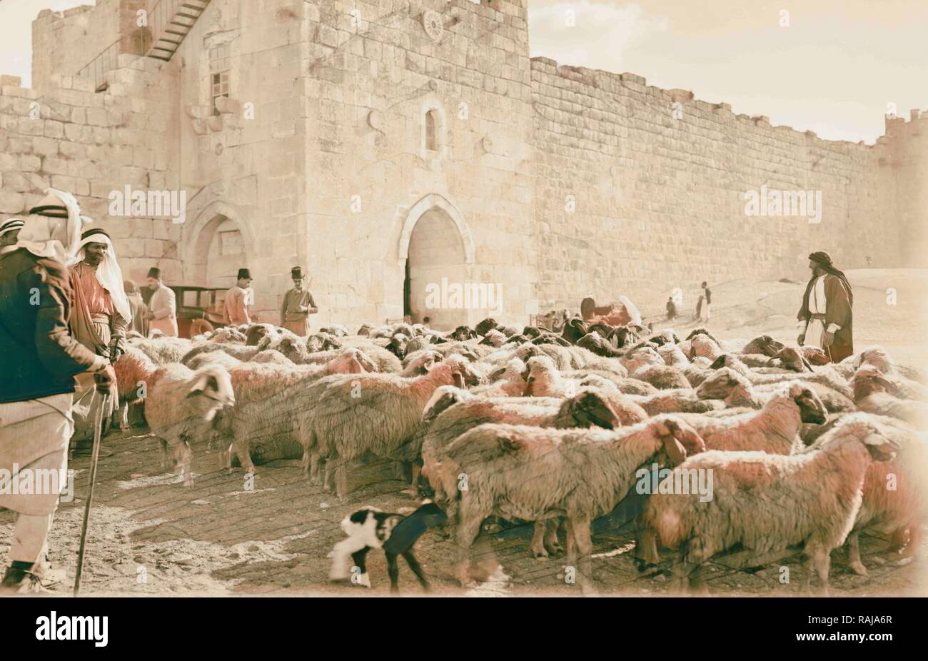 Sheep market outside Herod's Gate. 1898, Jerusalem, Israel. Reimagined ...