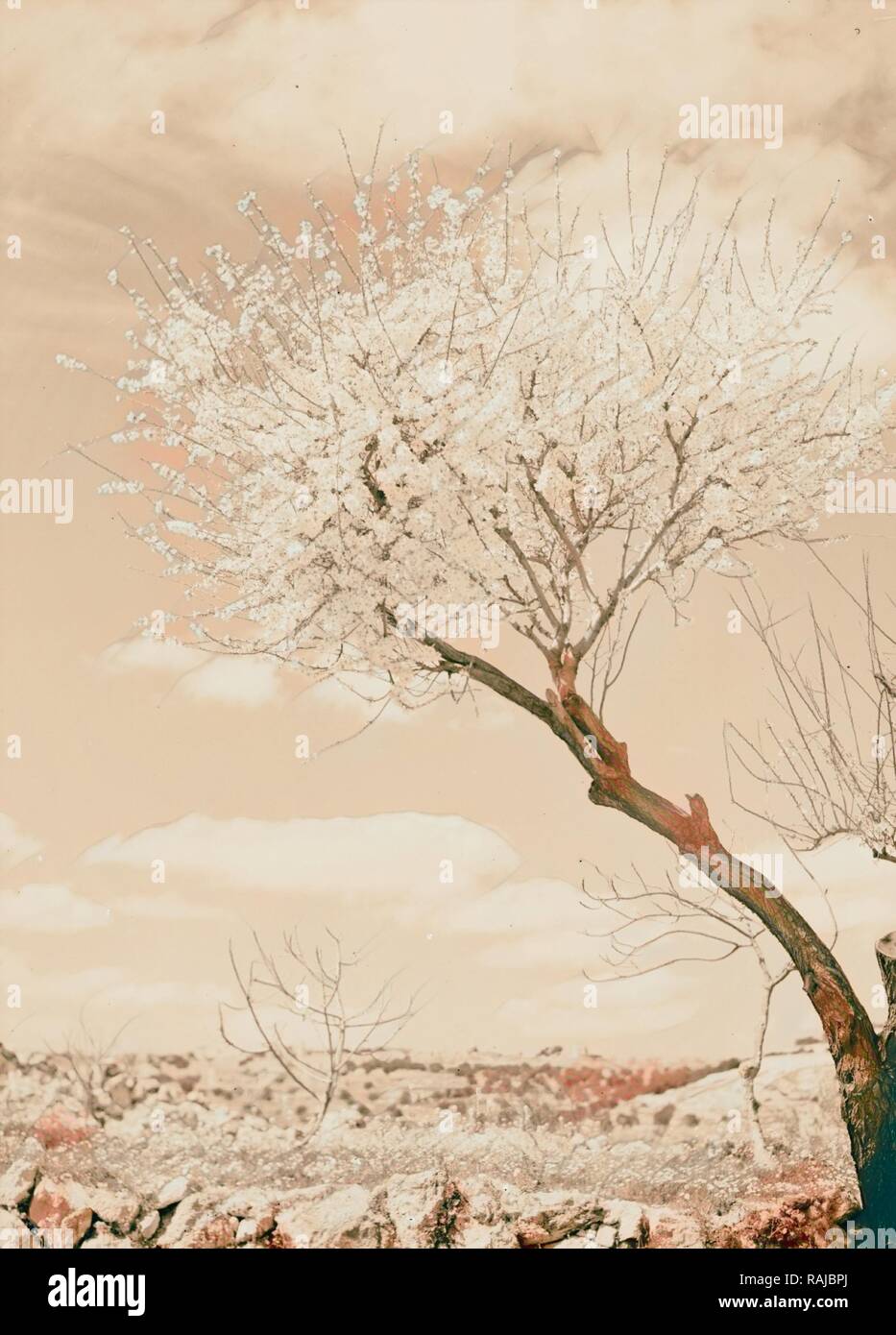 Bethlehem. Almond tree in blossom 1945, West Bank, Israel. Reimagined ...