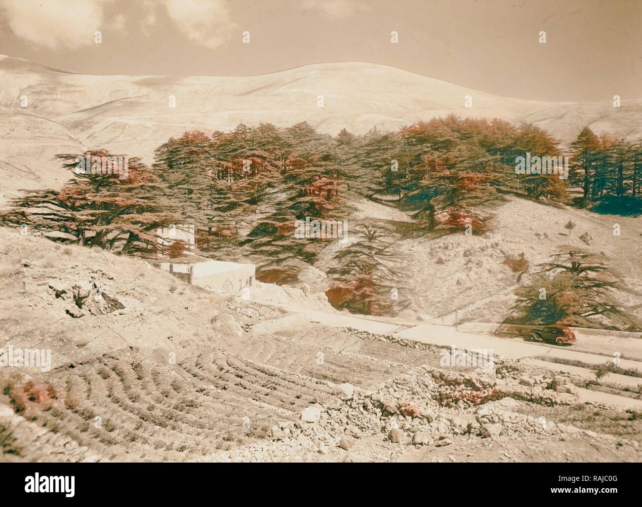 The cedars of Lebanon (Arz) near Tripoli. The cedar grove from the ...