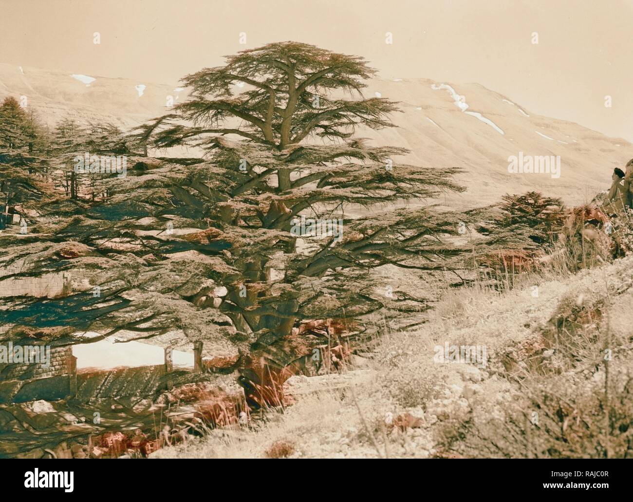The cedars of Lebanon (Arz) near Tripoli. The cedar grove inside ...
