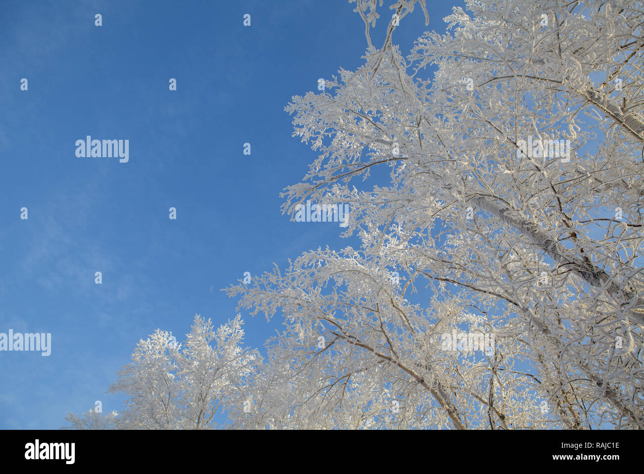 winter landscape, branches of trees in frost Stock Photo - Alamy