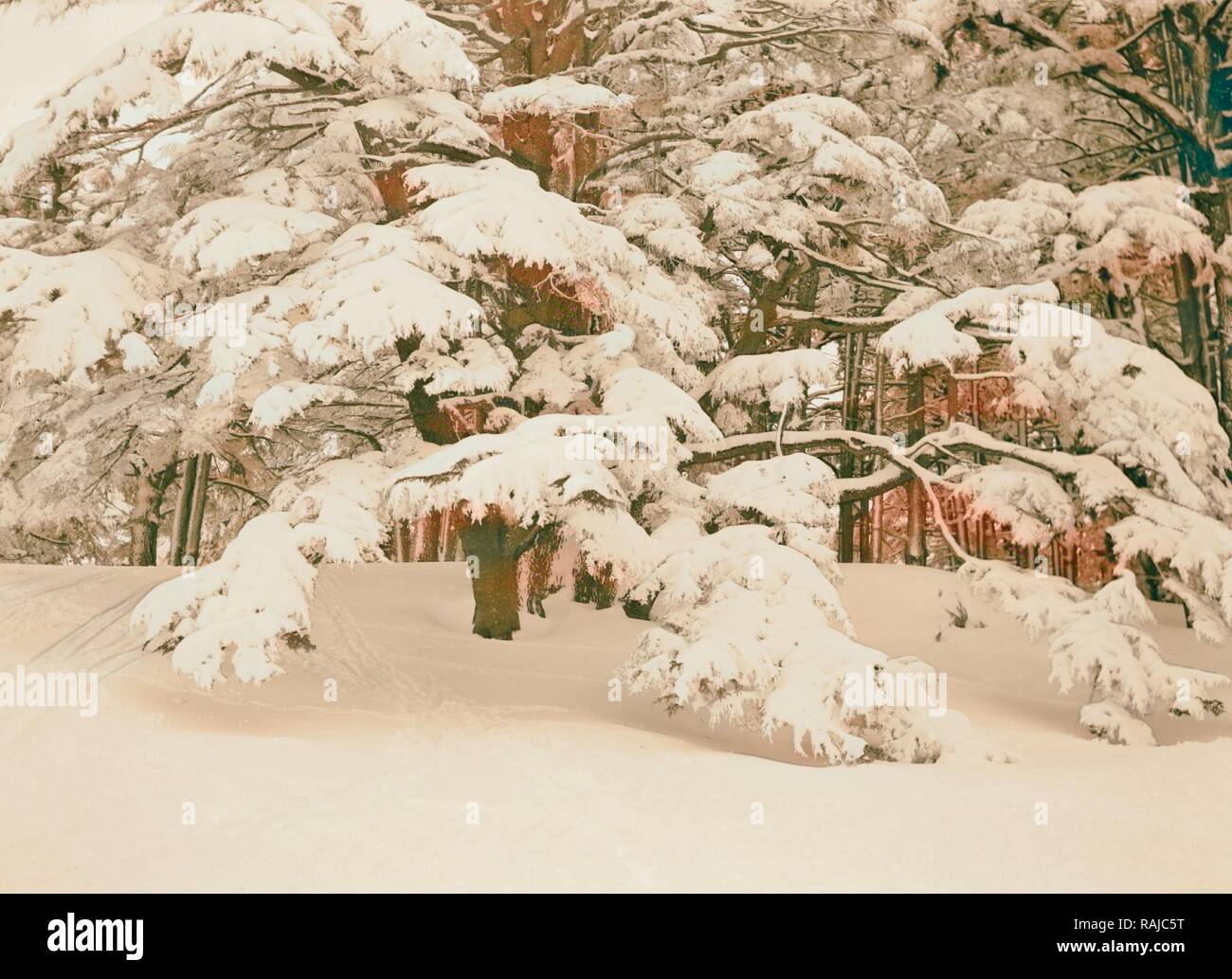 Cedars, flat spreading cedar branches weighted with snow. 1946, Lebanon ...