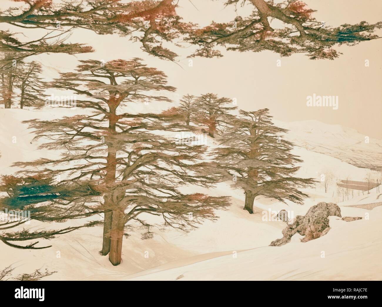 Cedars, cedar without snow on trees. 1946, Lebanon. Reimagined by Gibon ...