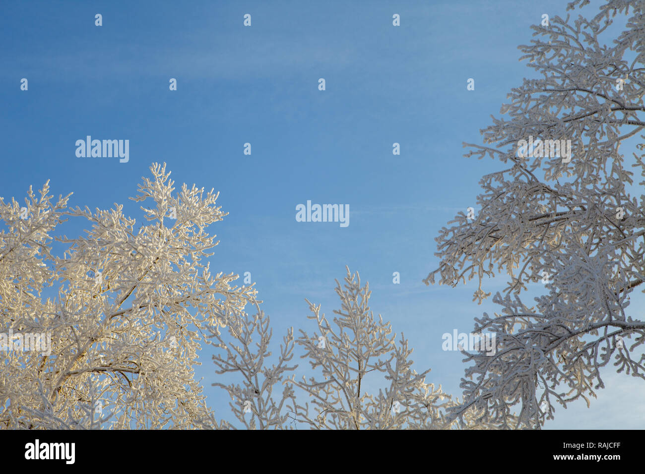 winter landscape, branches of trees in frost Stock Photo - Alamy