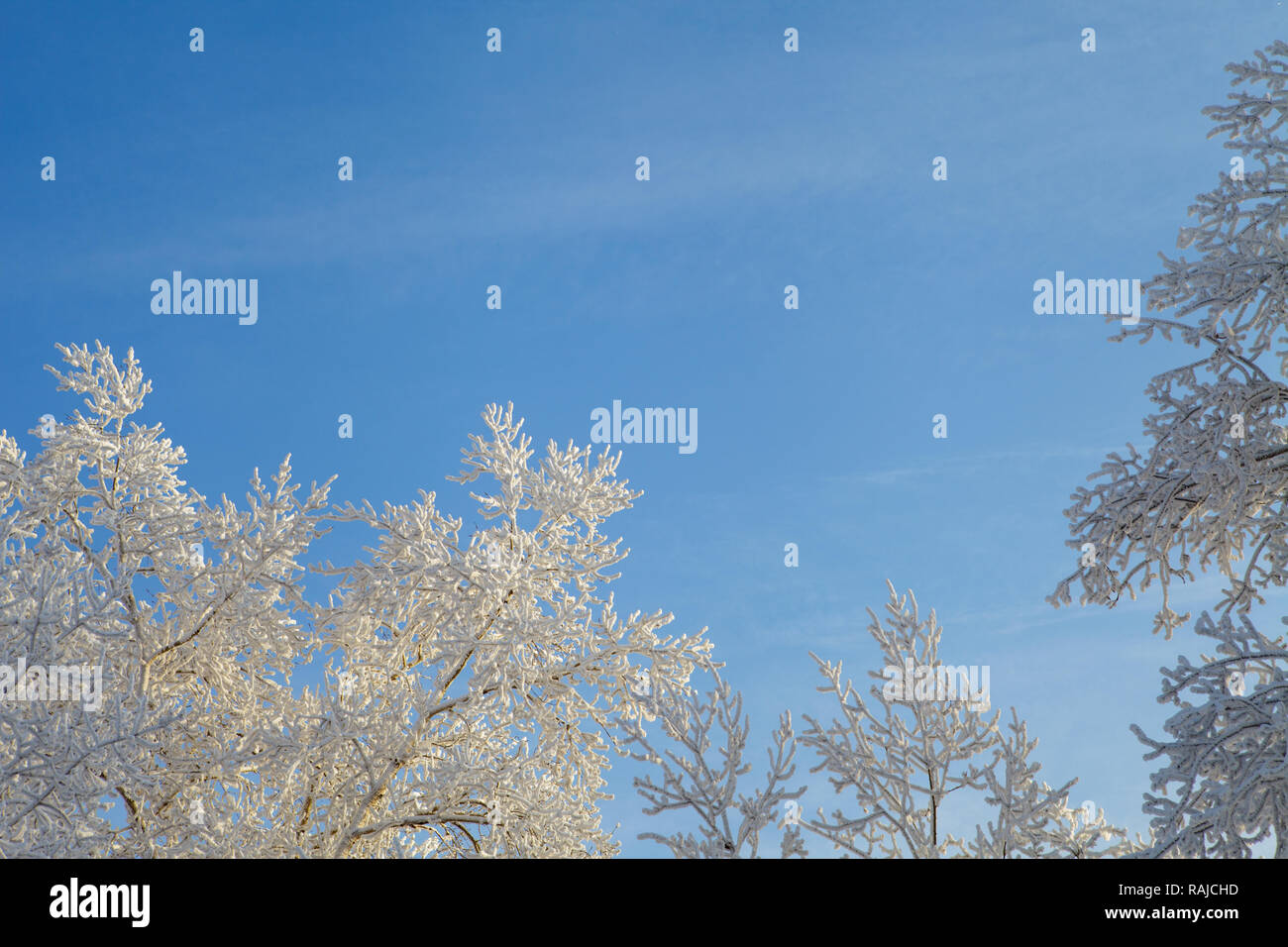 winter landscape, branches of trees in frost Stock Photo - Alamy