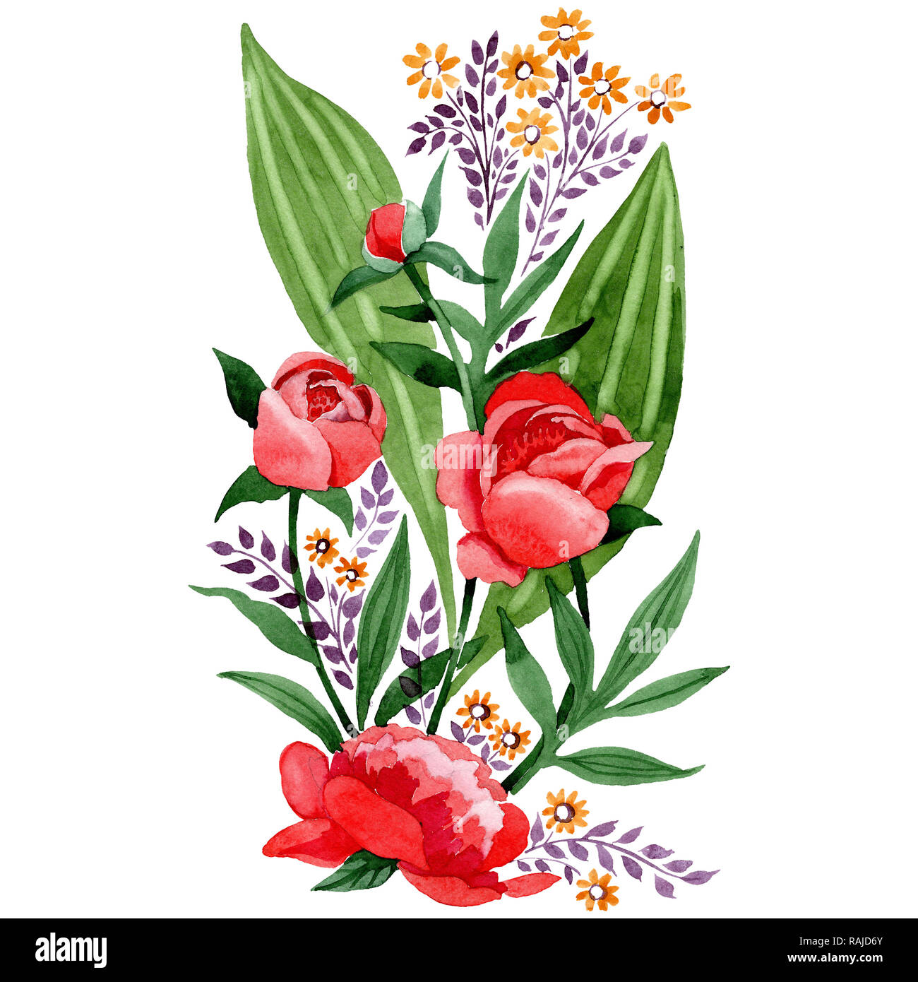 Red peony and rose botanical flowers. Watercolor background ...