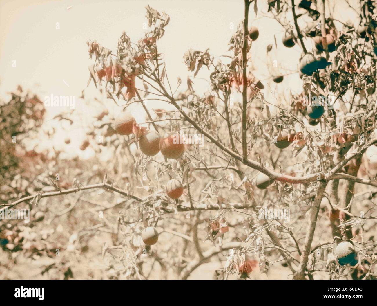 Agriculture. Orange tree affected by the citrus disease. A close-up ...