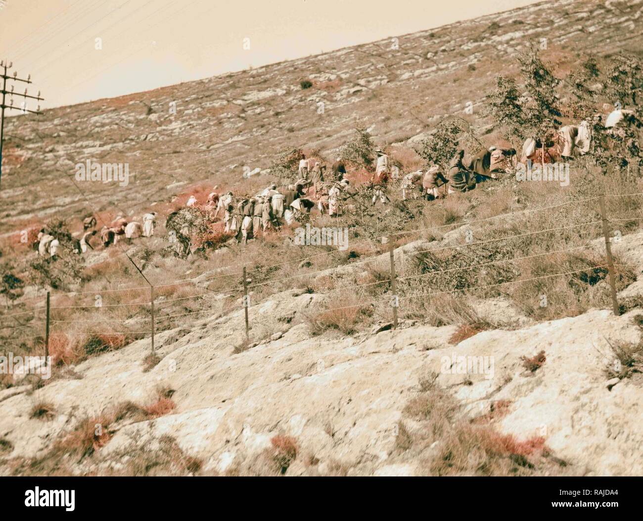 Agriculture, etc. Government reforestation near Bab el Wad. Labourers ...