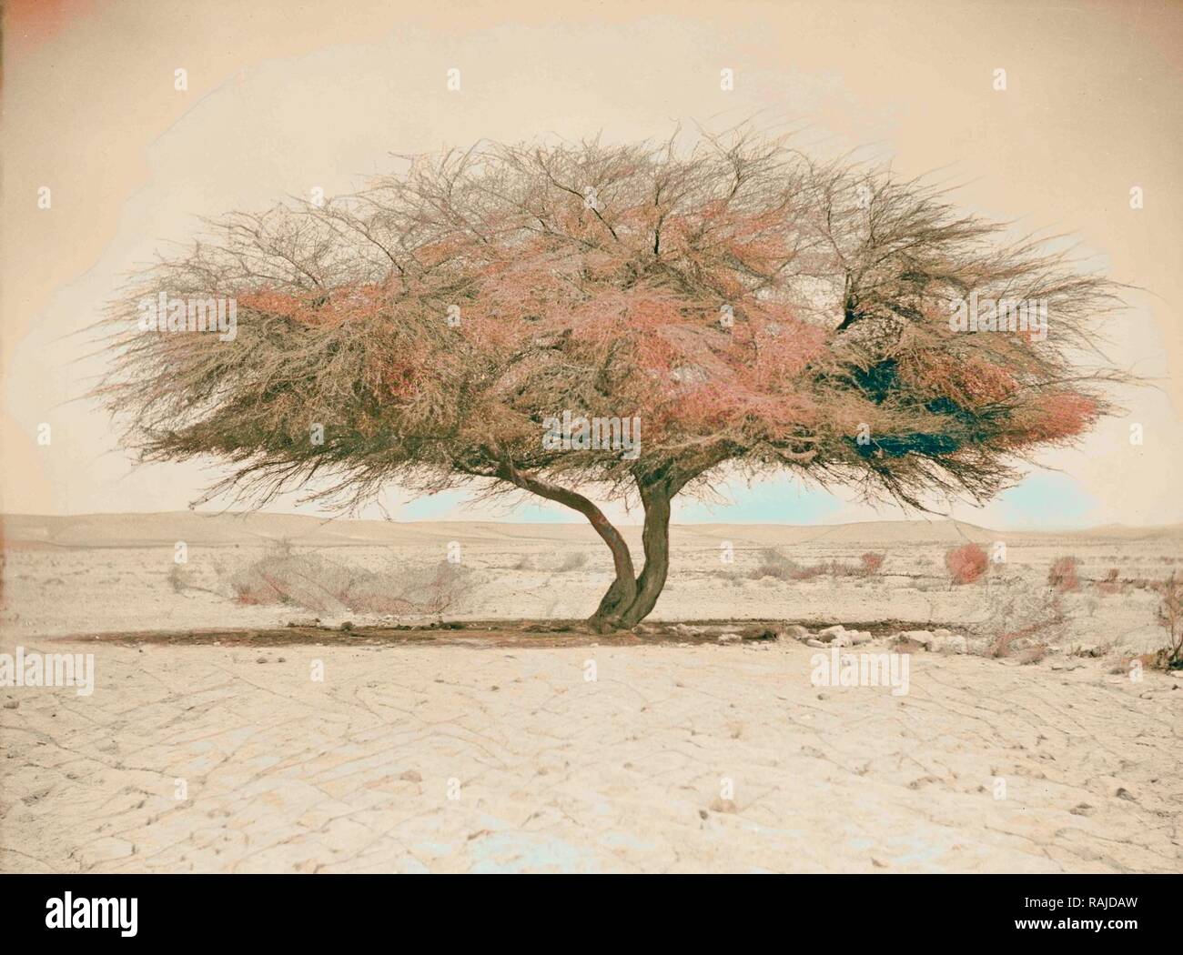 Of shittim hi-res stock photography and images - Alamy