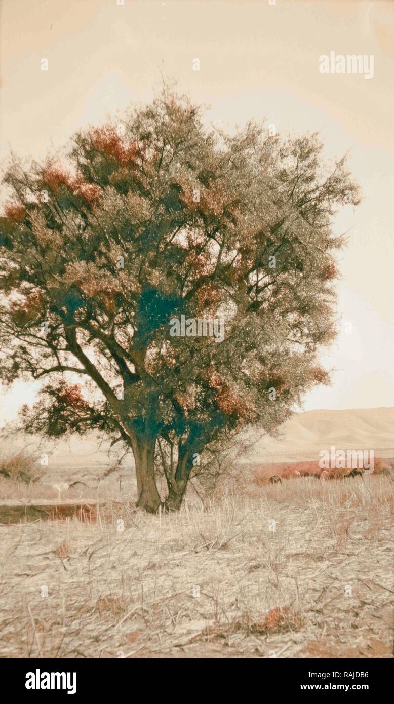 Agriculture, Ziziphus Spina-Christi. (L. Wild Syrian Christ-thorn. An ...