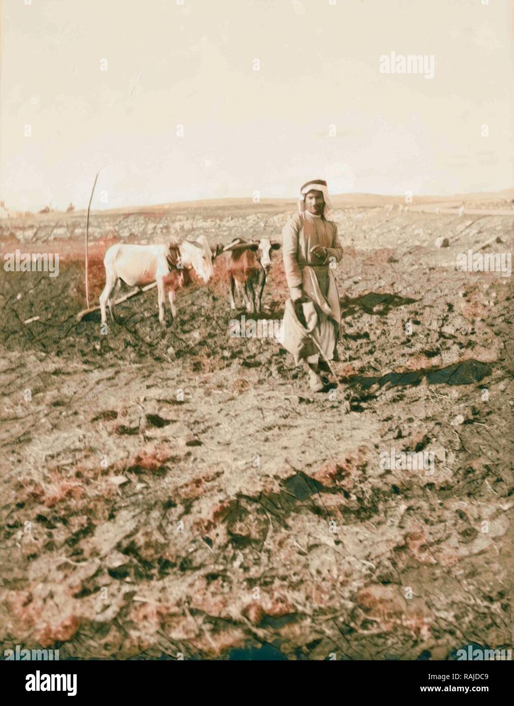 Cow and donkey yoked hi-res stock photography and images - Alamy