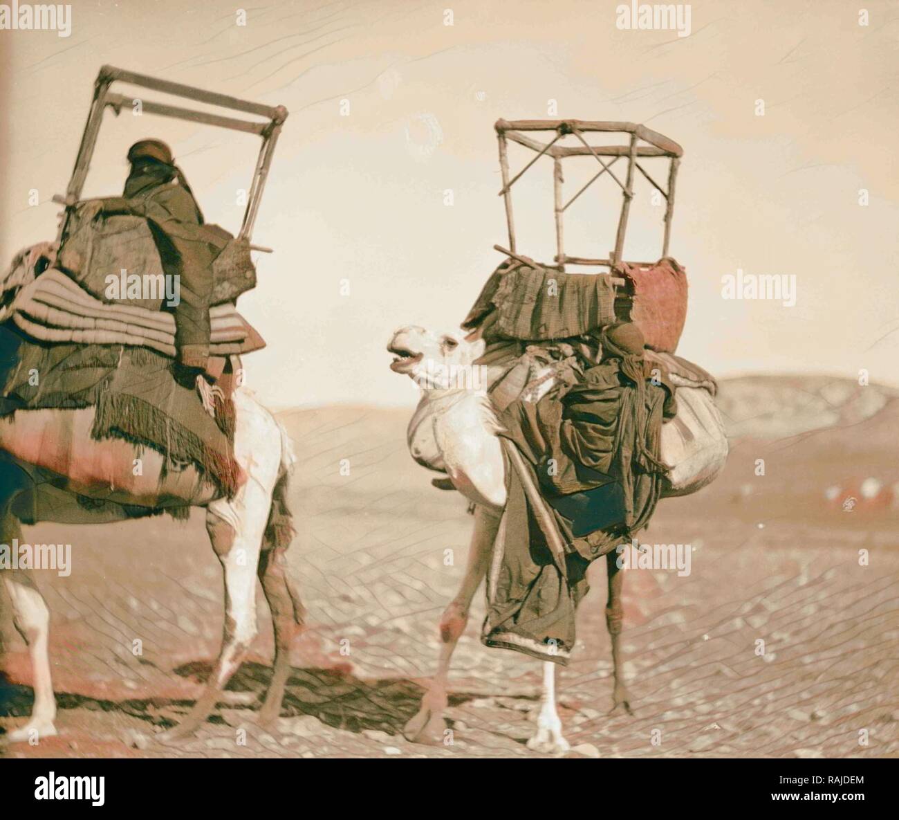 Bedouin life in Trans-Jordan, Mounting a camel while on the march ...