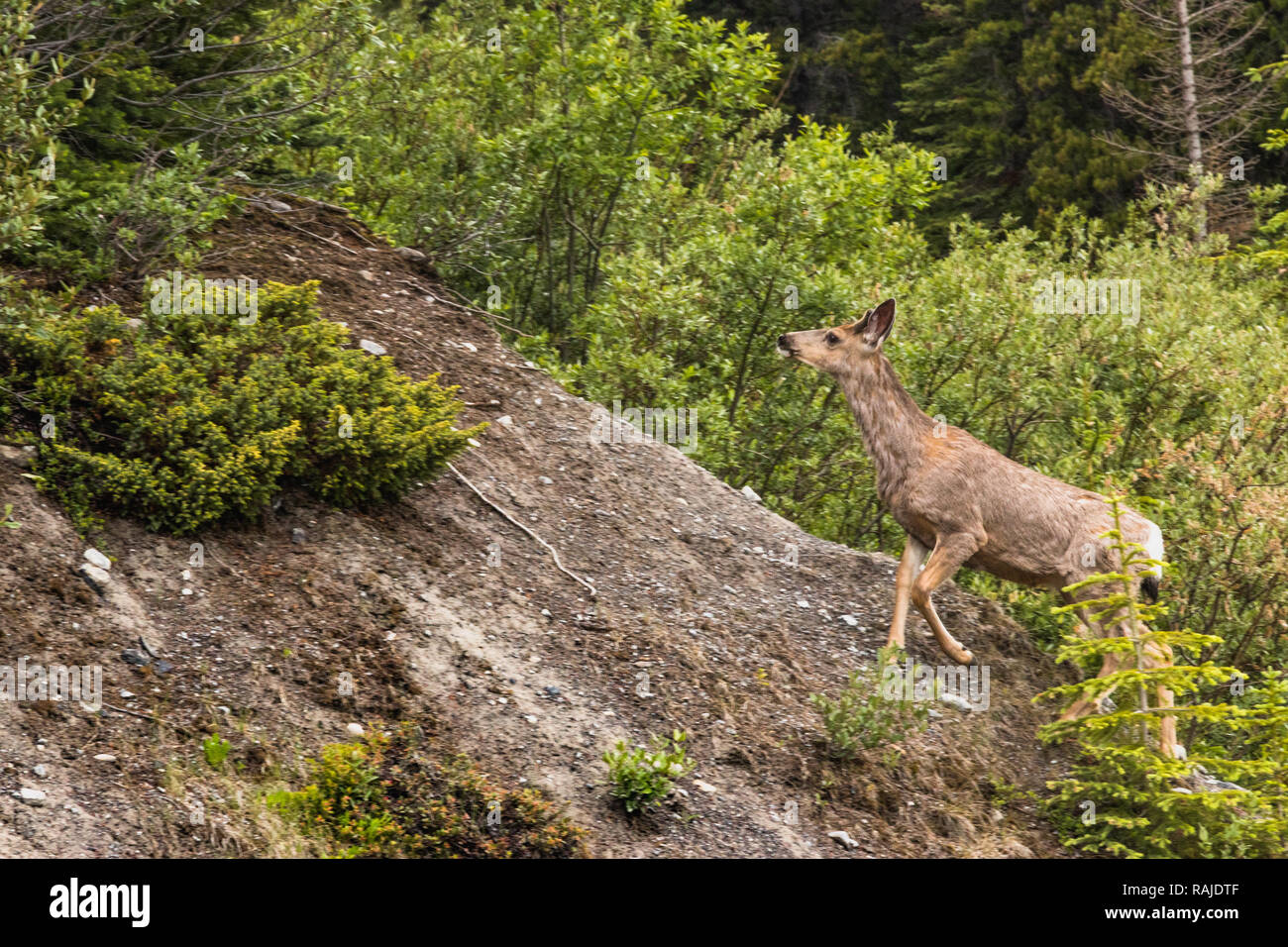 Fauna of canada hi-res stock photography and images - Alamy