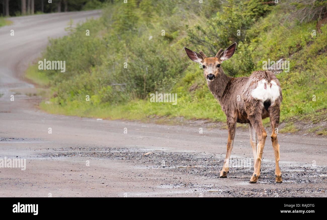 Fauna of canada hi-res stock photography and images - Alamy