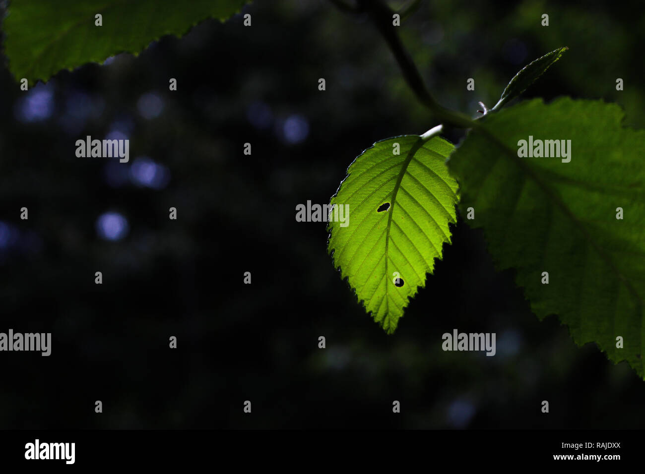 Translucent plant leaf hi-res stock photography and images - Alamy