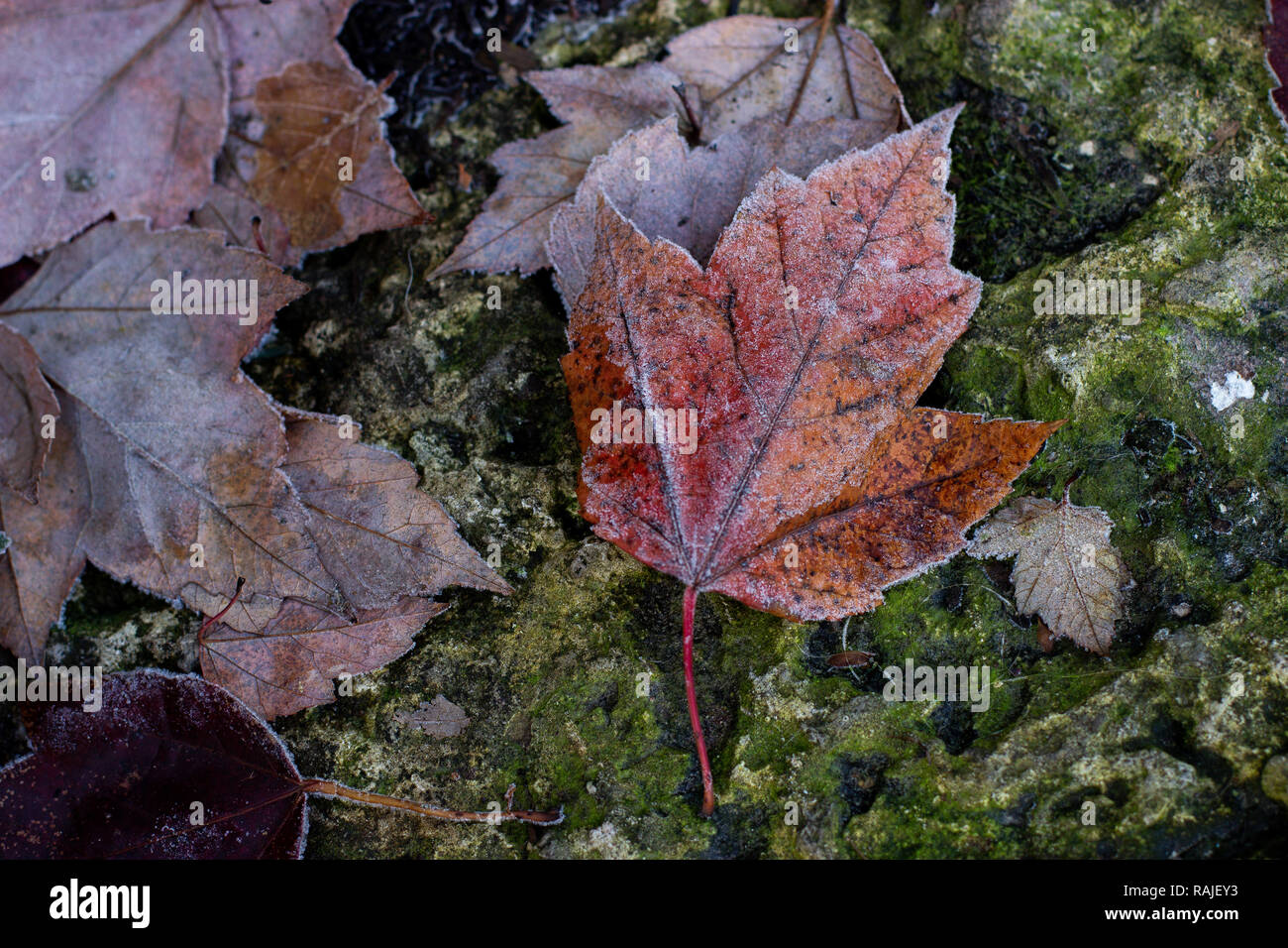 Frost leaves maple leaf hi-res stock photography and images - Alamy