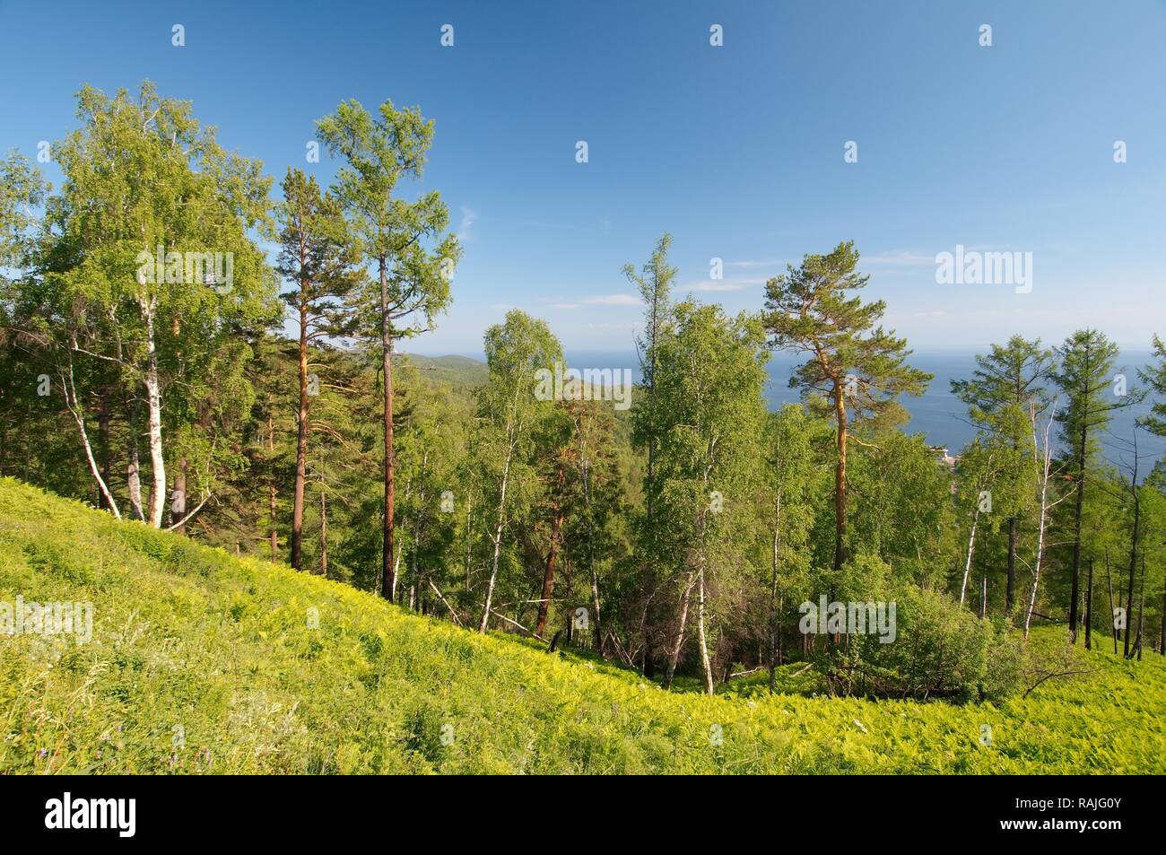 Forest landscape, settlement of Listvyanka, Baikal, Irkutsk region ...