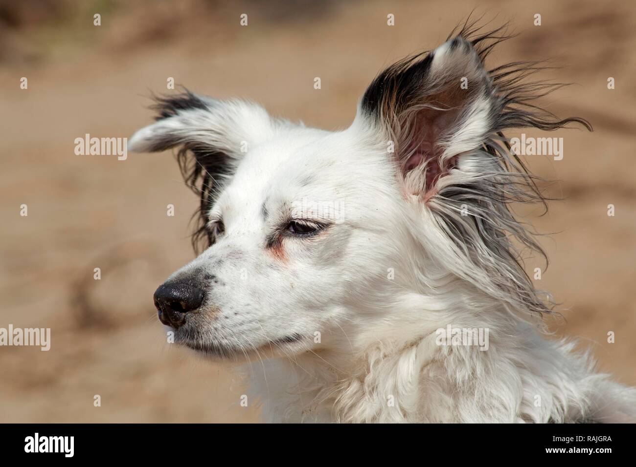 Border Collie, mixed breed, portrait Stock Photo - Alamy