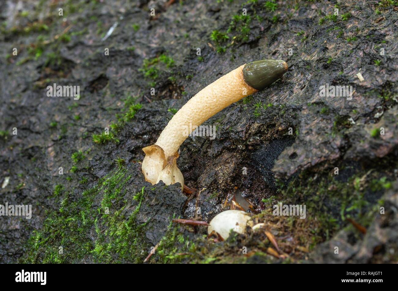 Dog stinkhorn (Mutinus caninus) on horizontal beech trunk, Burgkwald ...