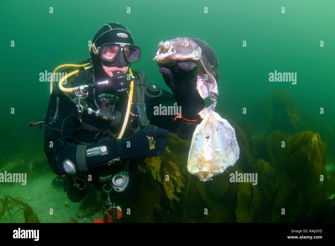 Diver and Lumpsucker (Cyclopterus lumpus), female, Barents Sea, Russia ...