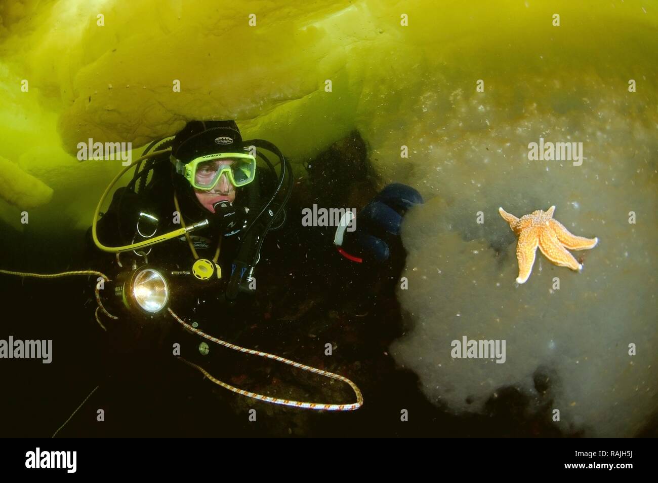 Diver and Common Starfish (Asterias rubens), ice-diving, White Sea ...