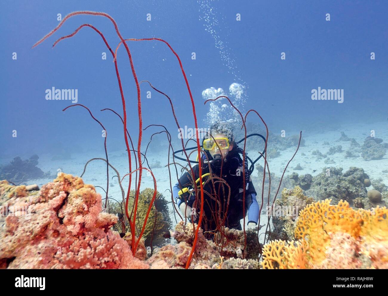 Redreef hi-res stock photography and images - Alamy