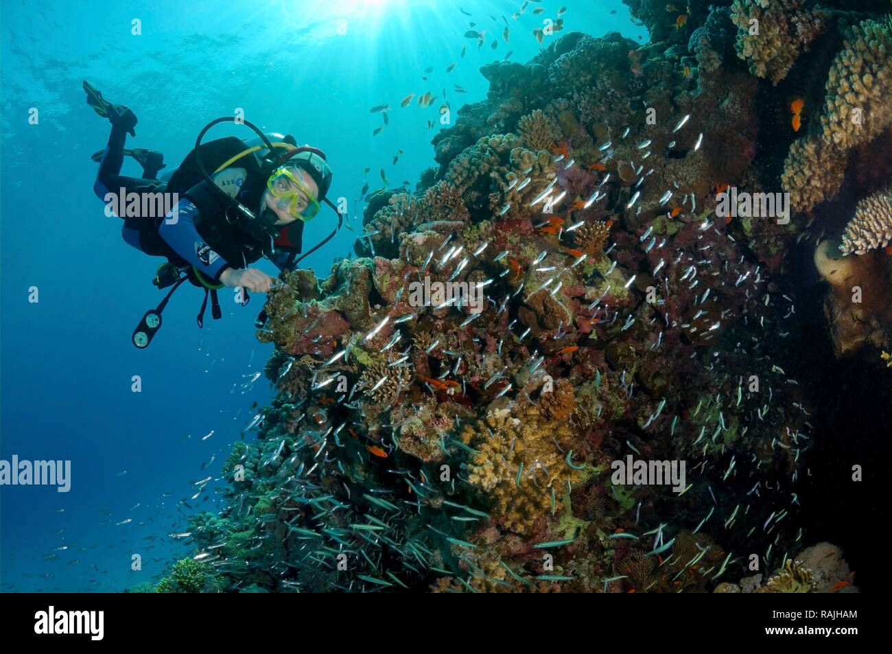 Glassfish hi-res stock photography and images - Alamy