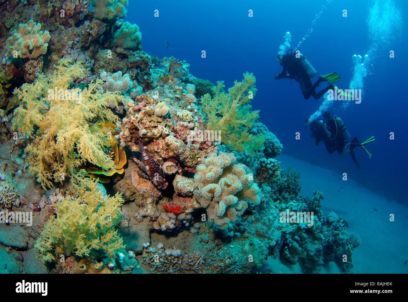 Diver at coral reef, Red Sea, Egypt, Africa Stock Photo - Alamy
