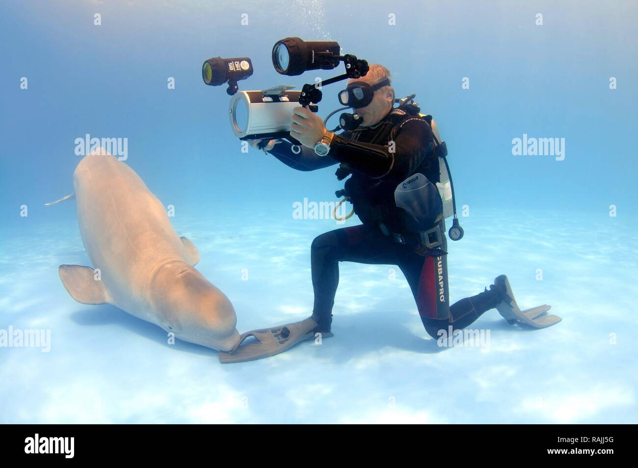 Dolphinariumdweller hi-res stock photography and images - Alamy