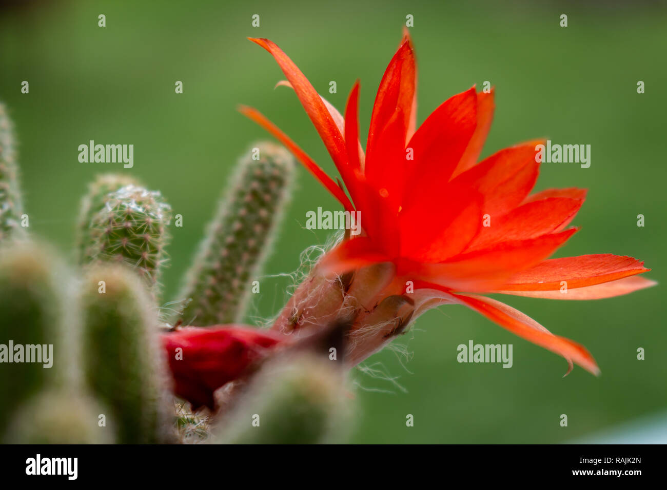 Red spine cactus hi-res stock photography and images - Alamy