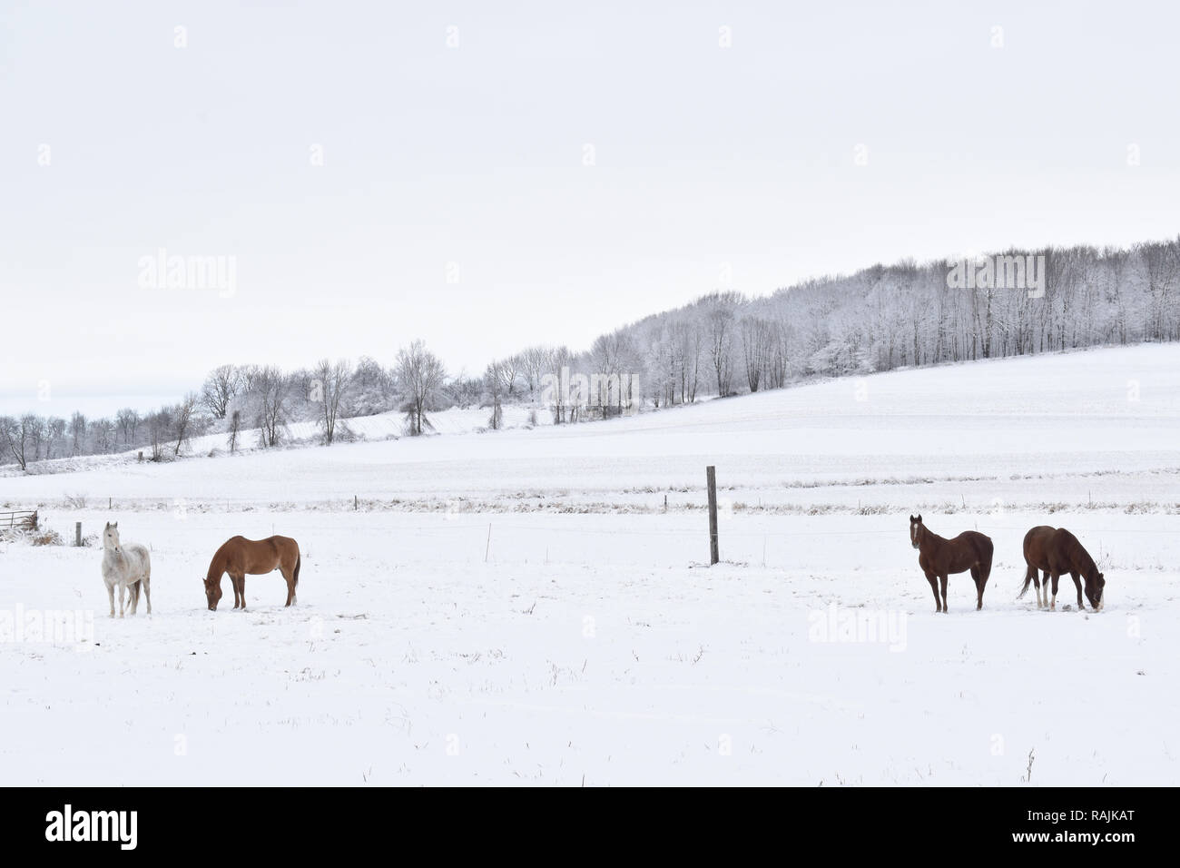Winter snow team horses hi-res stock photography and images - Alamy