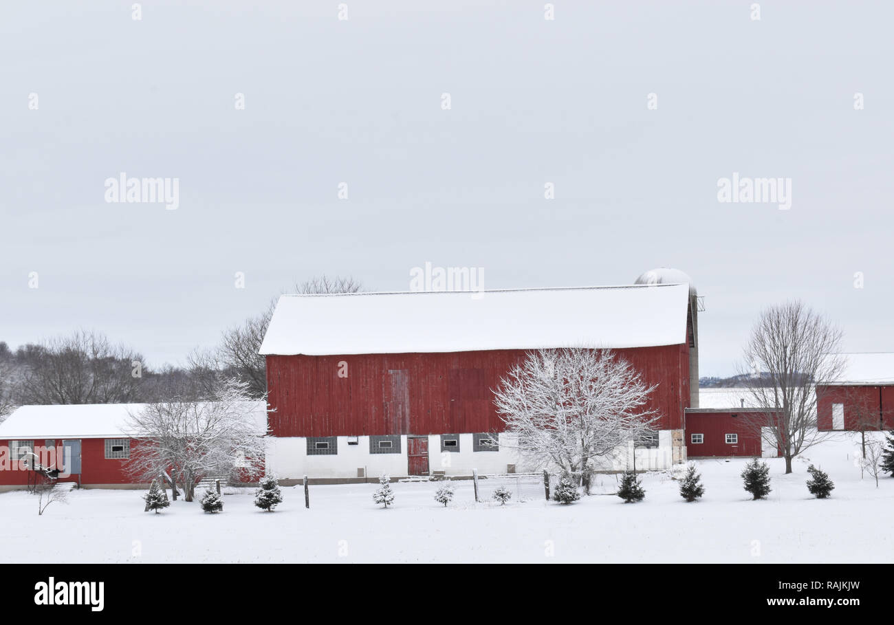 Snow covered old red barn and farm buildings behind frost covered trees ...