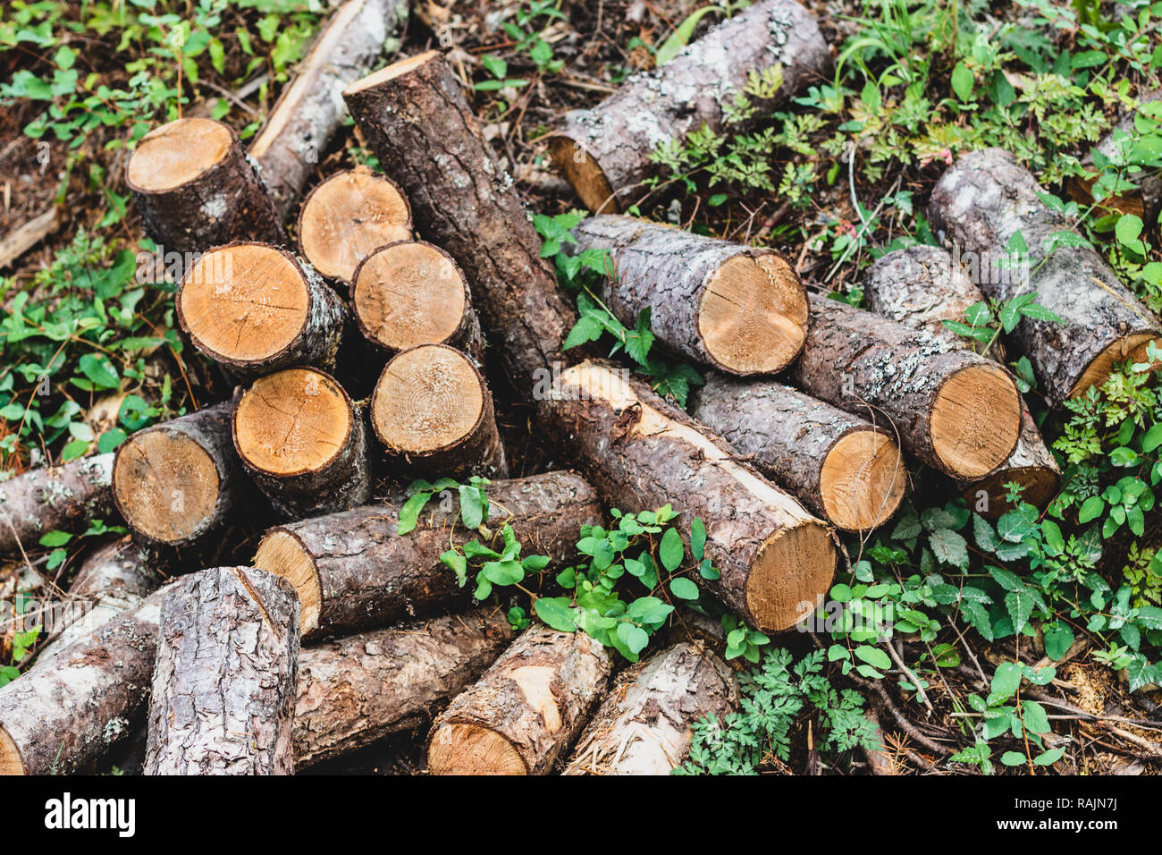 Pile of aged weathered worn old logs stacked irregularly Stock Photo ...