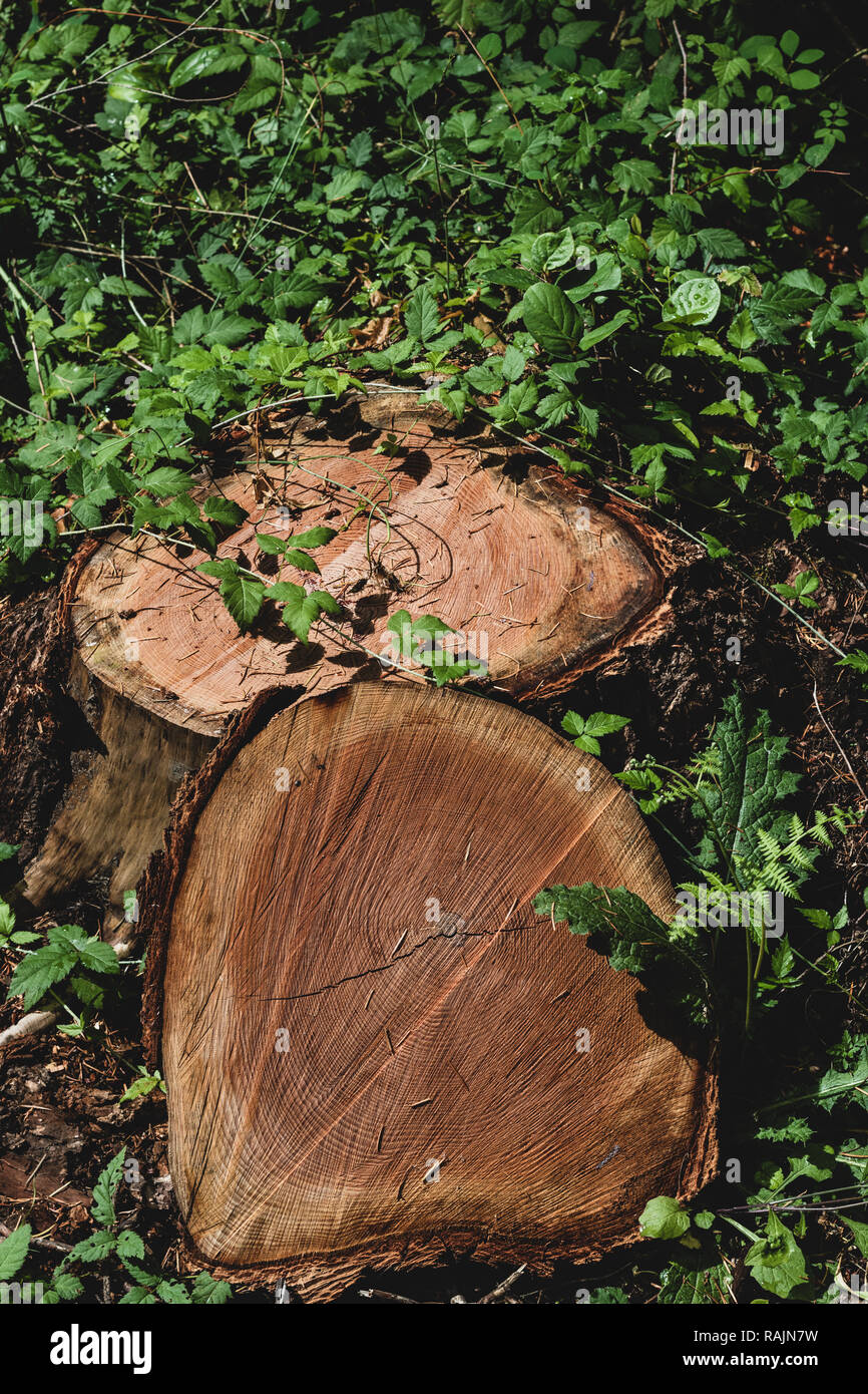 Tree log cut hi-res stock photography and images - Alamy