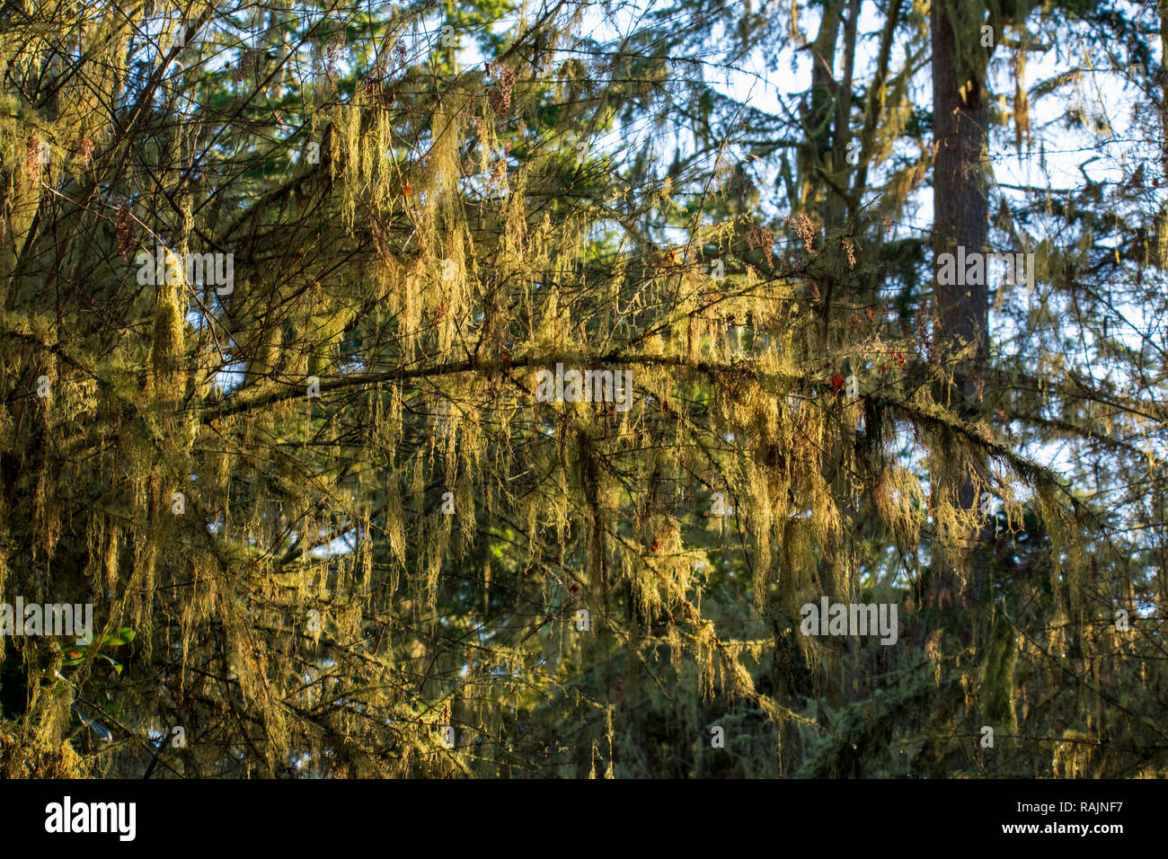 Moss Hanging From Trees Along Whidbey Island Hiking Trail Stock Photo ...
