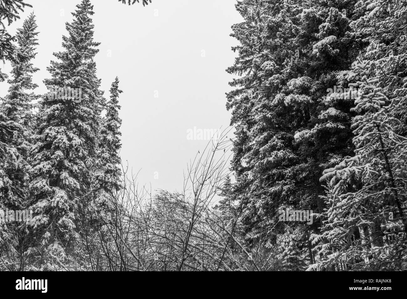 Drooping pine tree Black and White Stock Photos & Images - Alamy