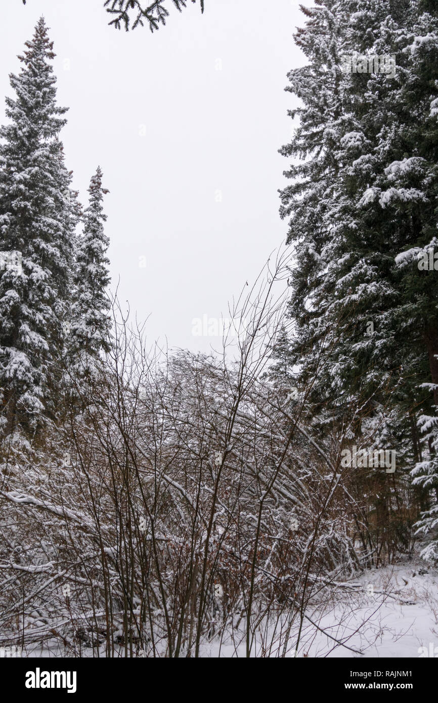 Trees Heavy With Snow After Winter Storm Stock Photo - Alamy