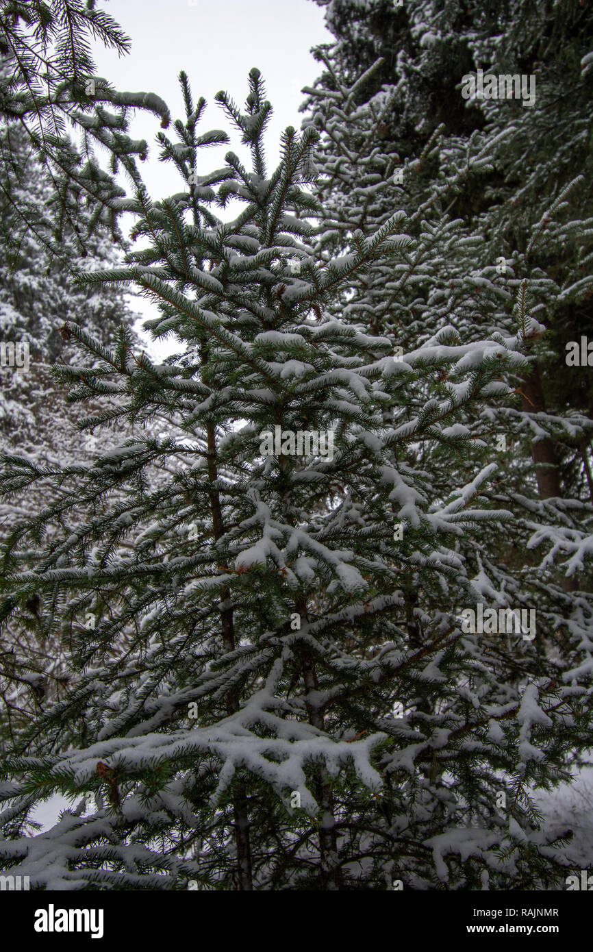 Trees Heavy With Snow After Winter Storm Stock Photo - Alamy